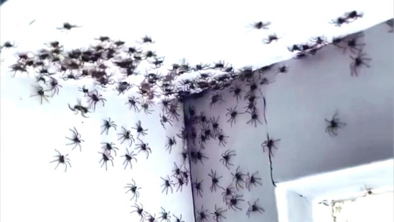 Viral Video Of Spider Infestation Makes International News - Community ...