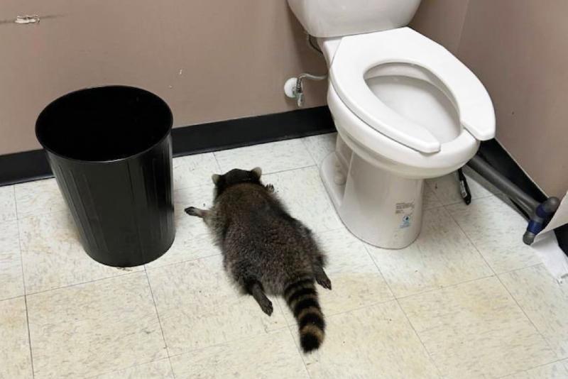 Drunk Raccoon Found Passed Out In Virginia Liquor Store - Community ...